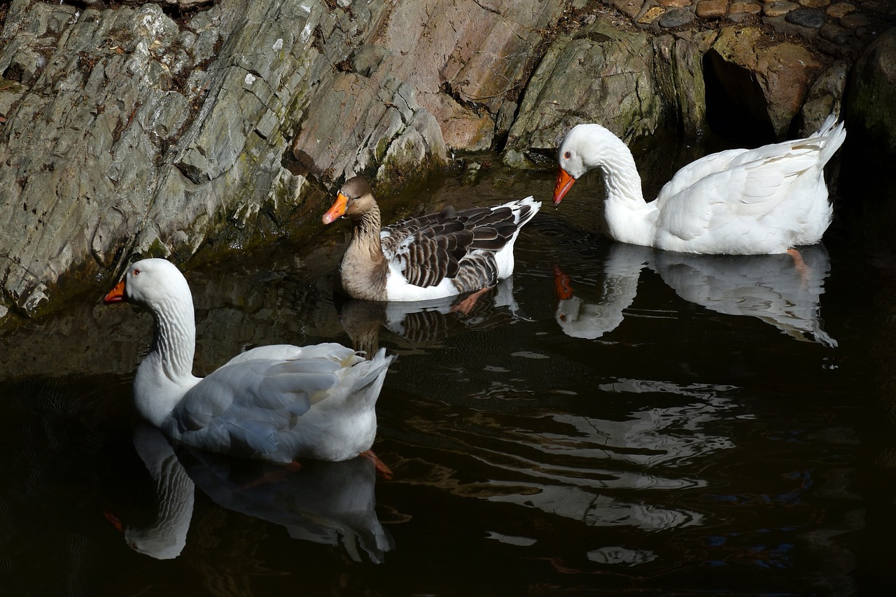 What You Need to Know About Pool Safety Inspections Inala Heights ...
